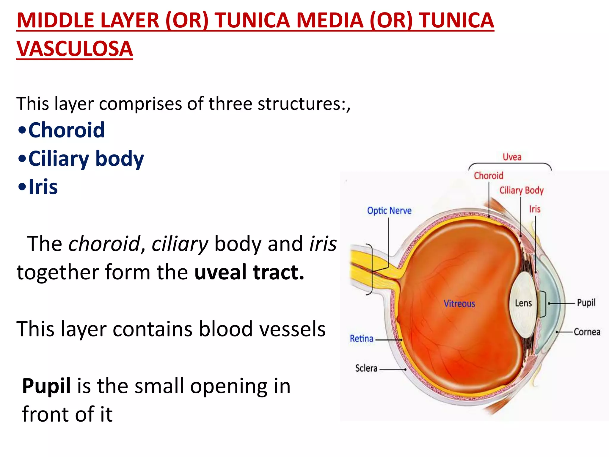Anatomy of eye ppt | PPTX
