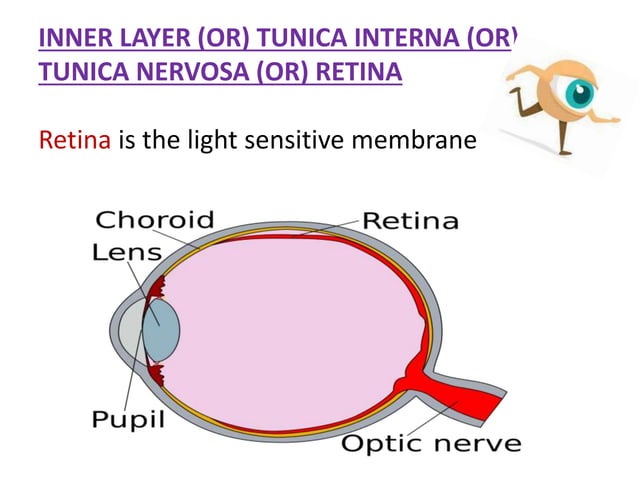 Anatomy of eye ppt | PPTX | Eye and Vision Conditions | Diseases and ...