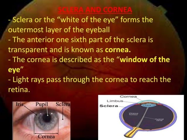 Anatomy of eye ppt | PPTX | Eye and Vision Conditions | Diseases and ...