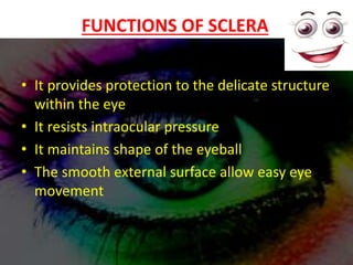 Anatomy of eye ppt | PPTX