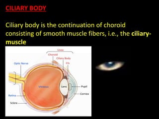 Anatomy of eye ppt | PPTX