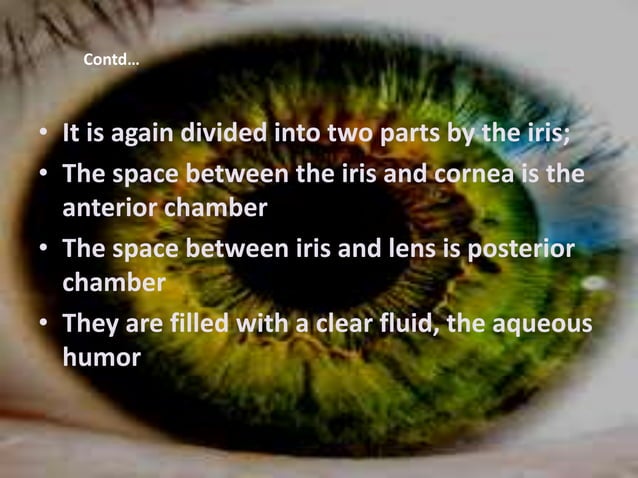 Anatomy of eye ppt | PPTX | Eye and Vision Conditions | Diseases and ...