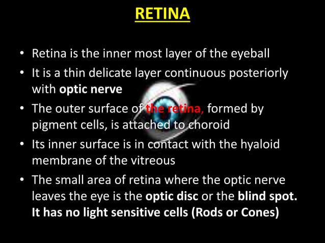 Anatomy of eye ppt | PPTX | Eye and Vision Conditions | Diseases and ...