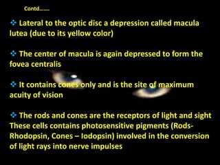 Anatomy of eye ppt | PPTX
