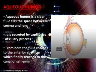 Anatomy of eye ppt | PPTX