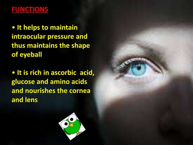 Anatomy of eye ppt | PPTX | Eye and Vision Conditions | Diseases and ...
