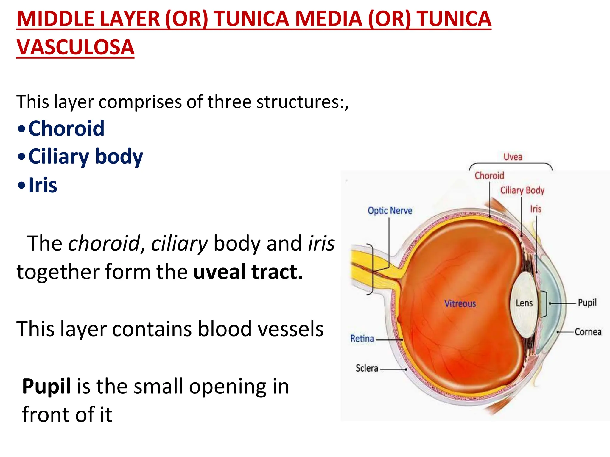structure of eye | PPTX