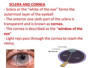 structure of eye | PPTX