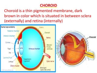 structure of eye | PPTX