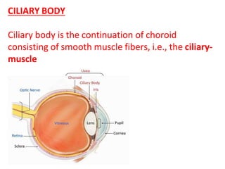 structure of eye | PPTX
