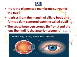 structure of eye | PPTX