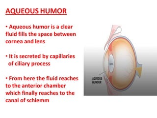 structure of eye | PPTX