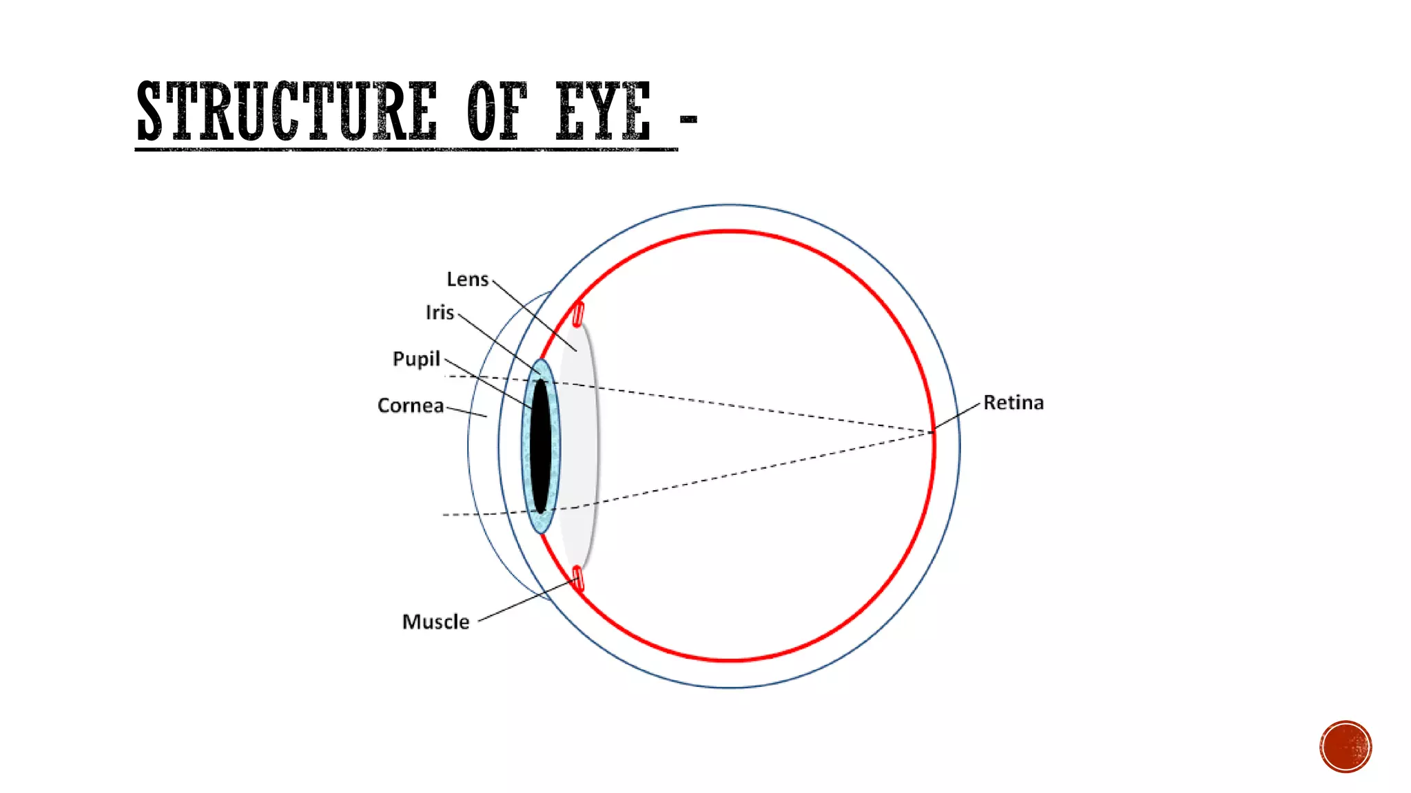 Structure of Eyes - Special Senses_ Human Anatomy & Physiology 1st | PDF
