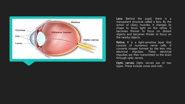 Structure Of Eyes And Its Defects.pptx