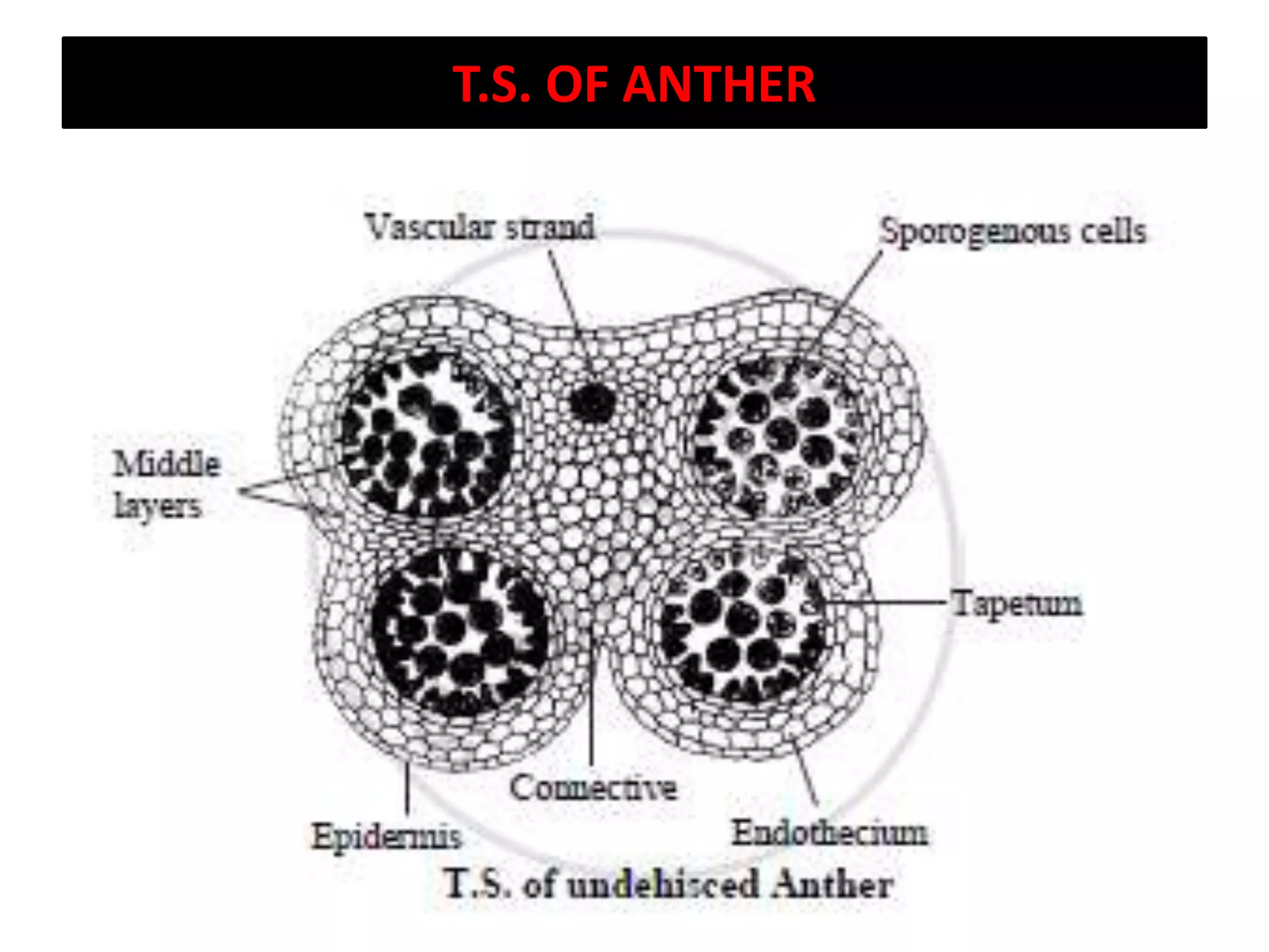 Structure of flower and development of male gametophyte | PPTX