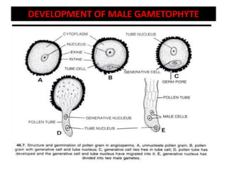 Structure of flower and development of male gametophyte | PPTX