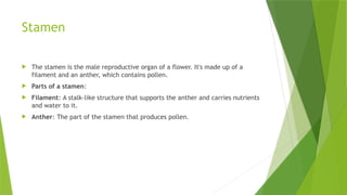 Structure of Flower by Abeeha amir 5 ppt | PPT