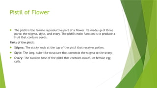 Structure of Flower by Abeeha amir 5 ppt | PPTX