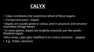 The Structure of Flower in Detail ..pptx