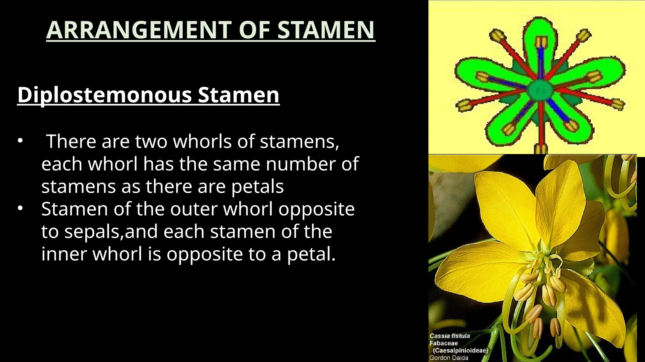 The Structure of flower in Detail ..pptx