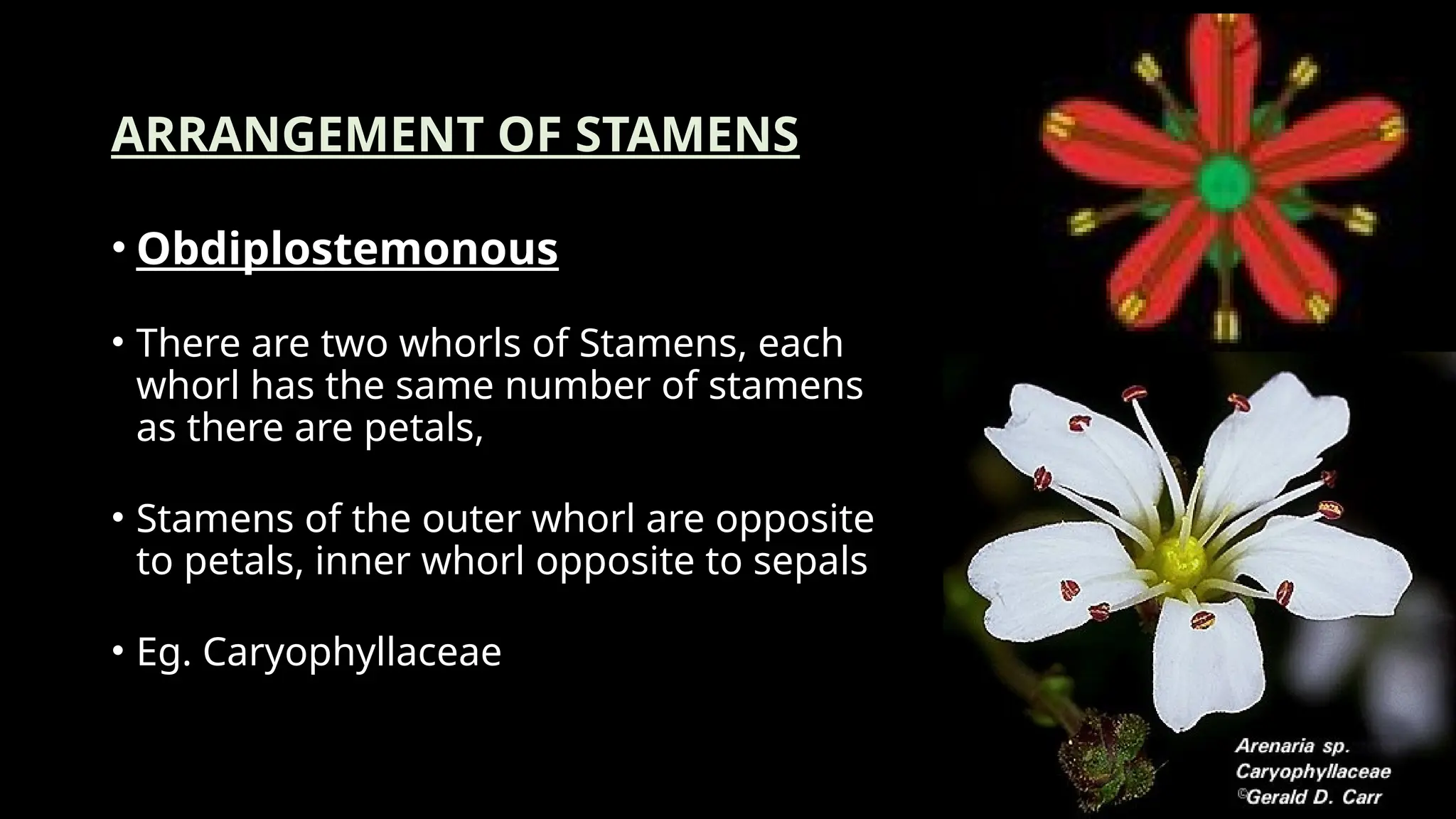 The Structure of flower in Detail ..pptx