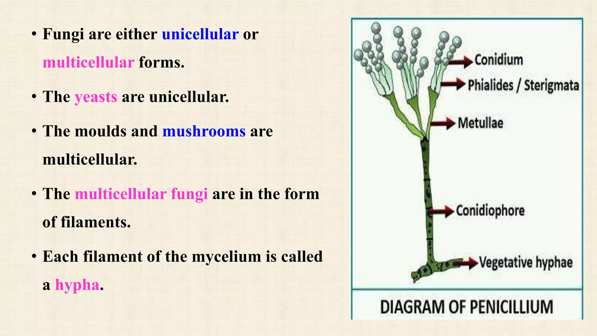 STRUCTURE OF FUNGI.pptx