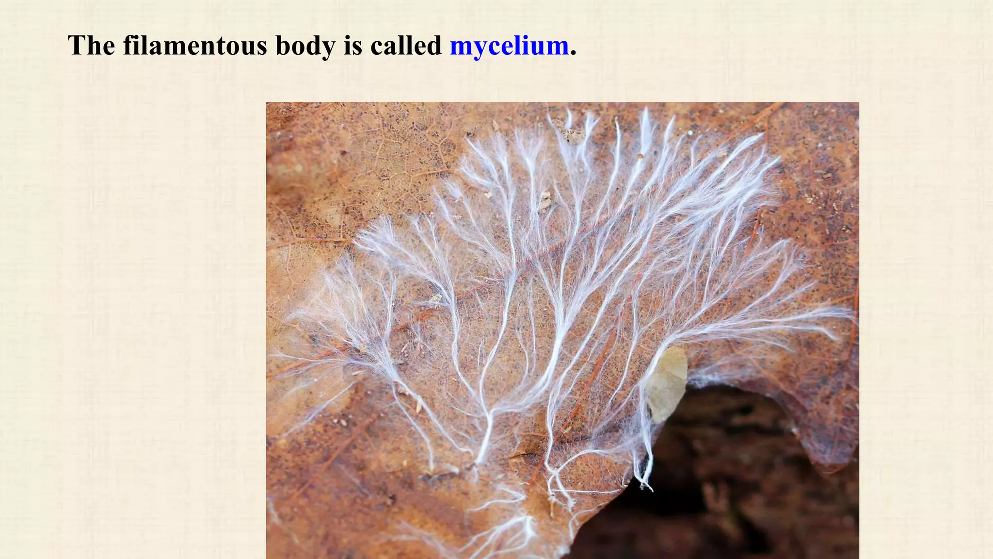 STRUCTURE OF FUNGI.pptx