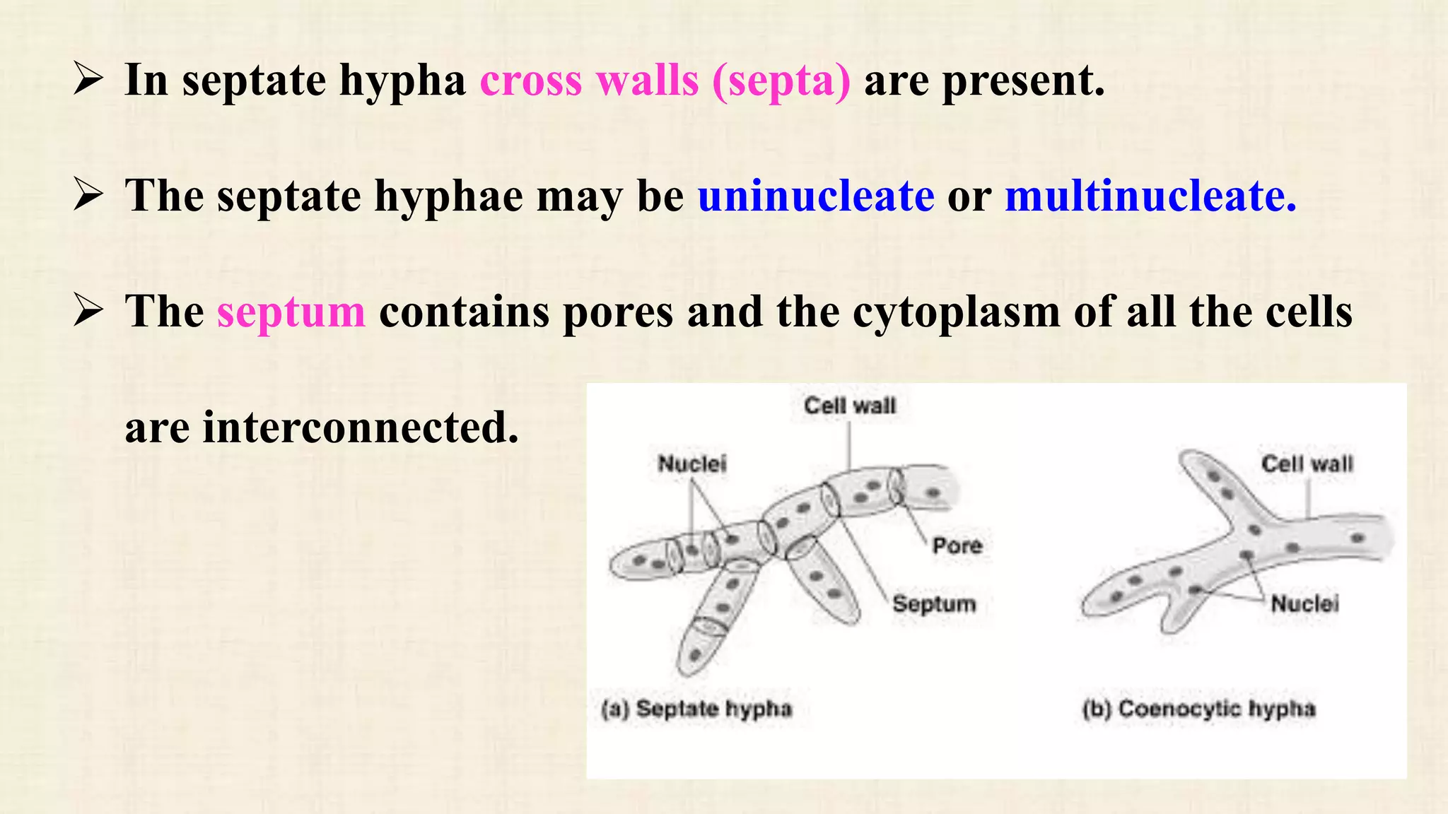 STRUCTURE OF FUNGI.pptx