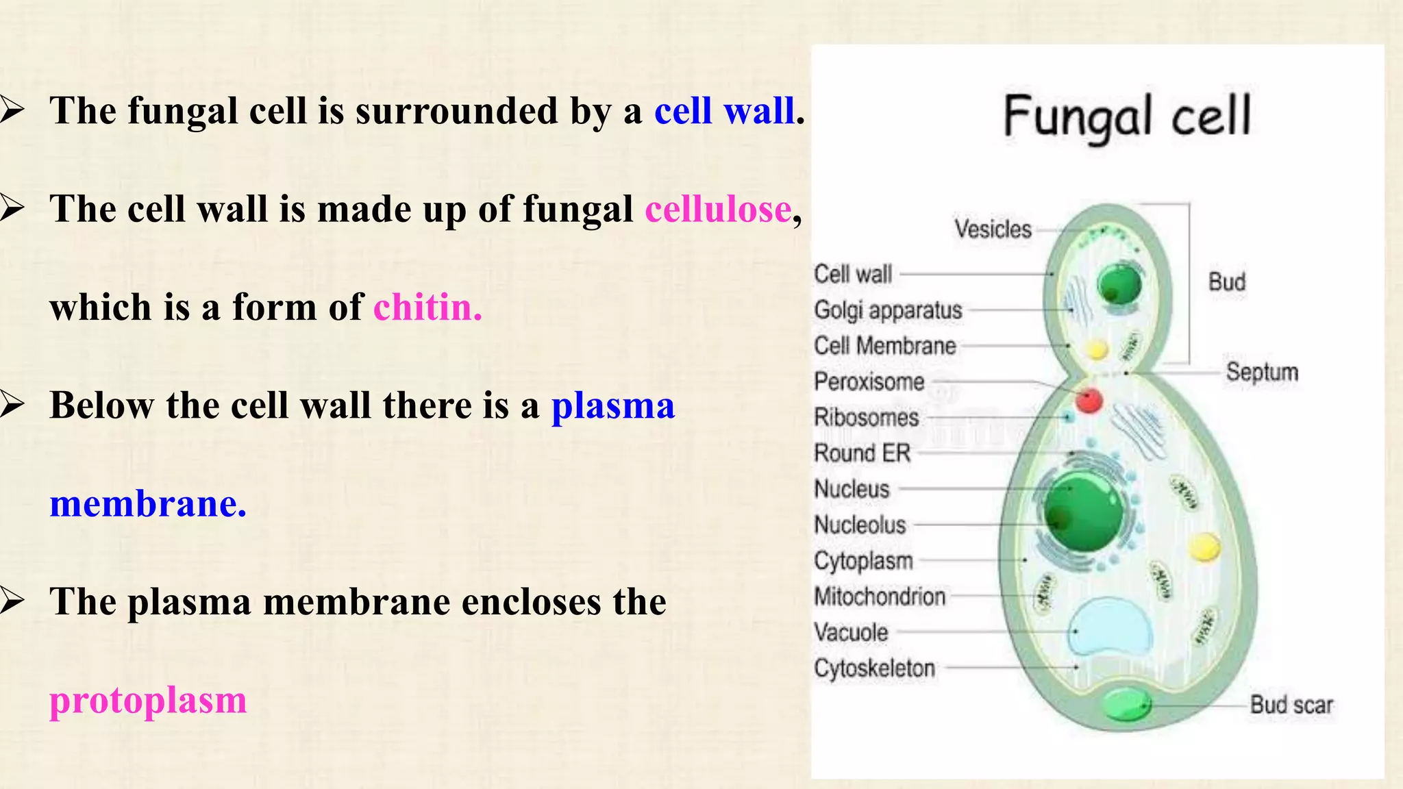 STRUCTURE OF FUNGI.pptx