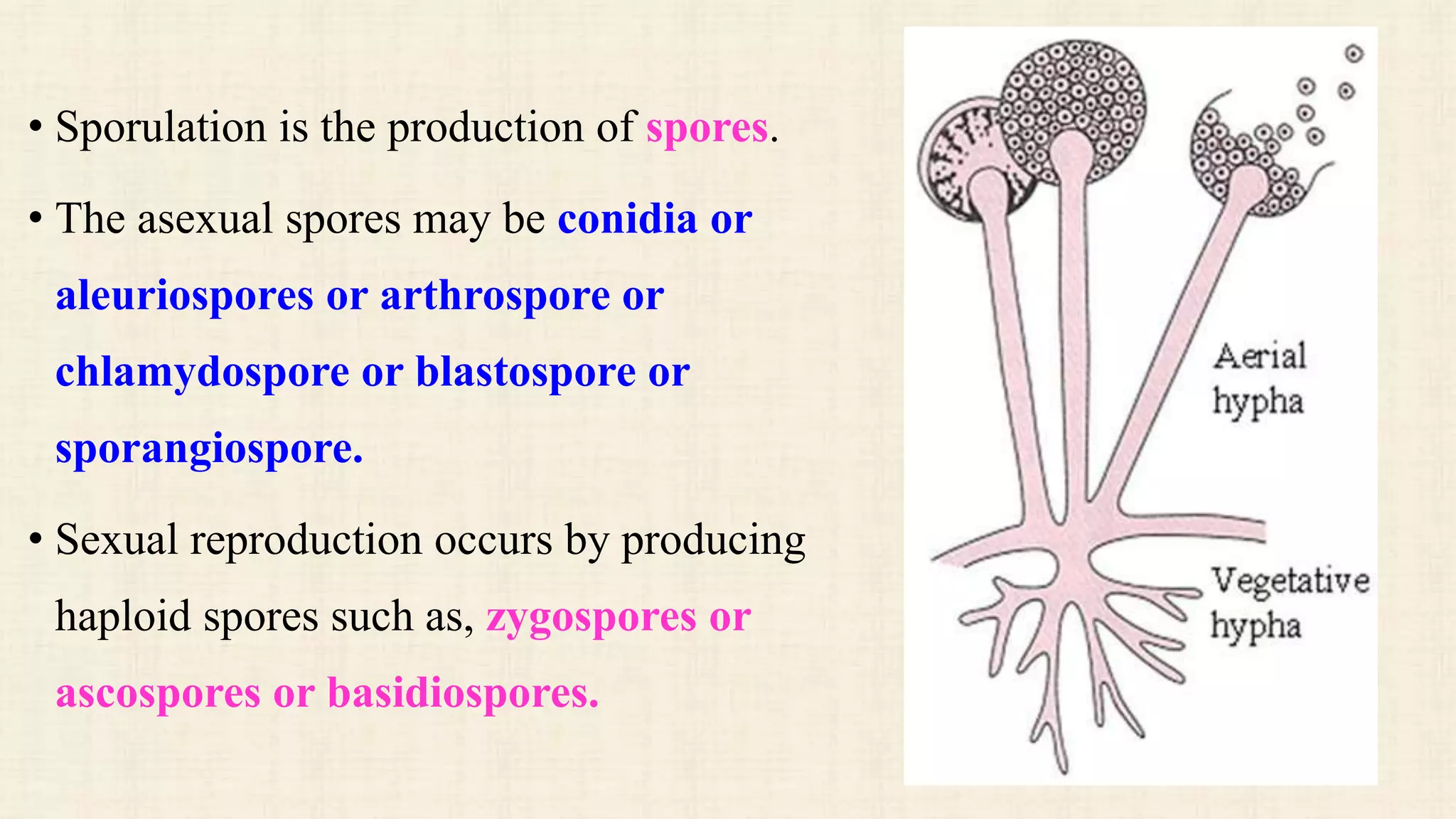 STRUCTURE OF FUNGI.pptx