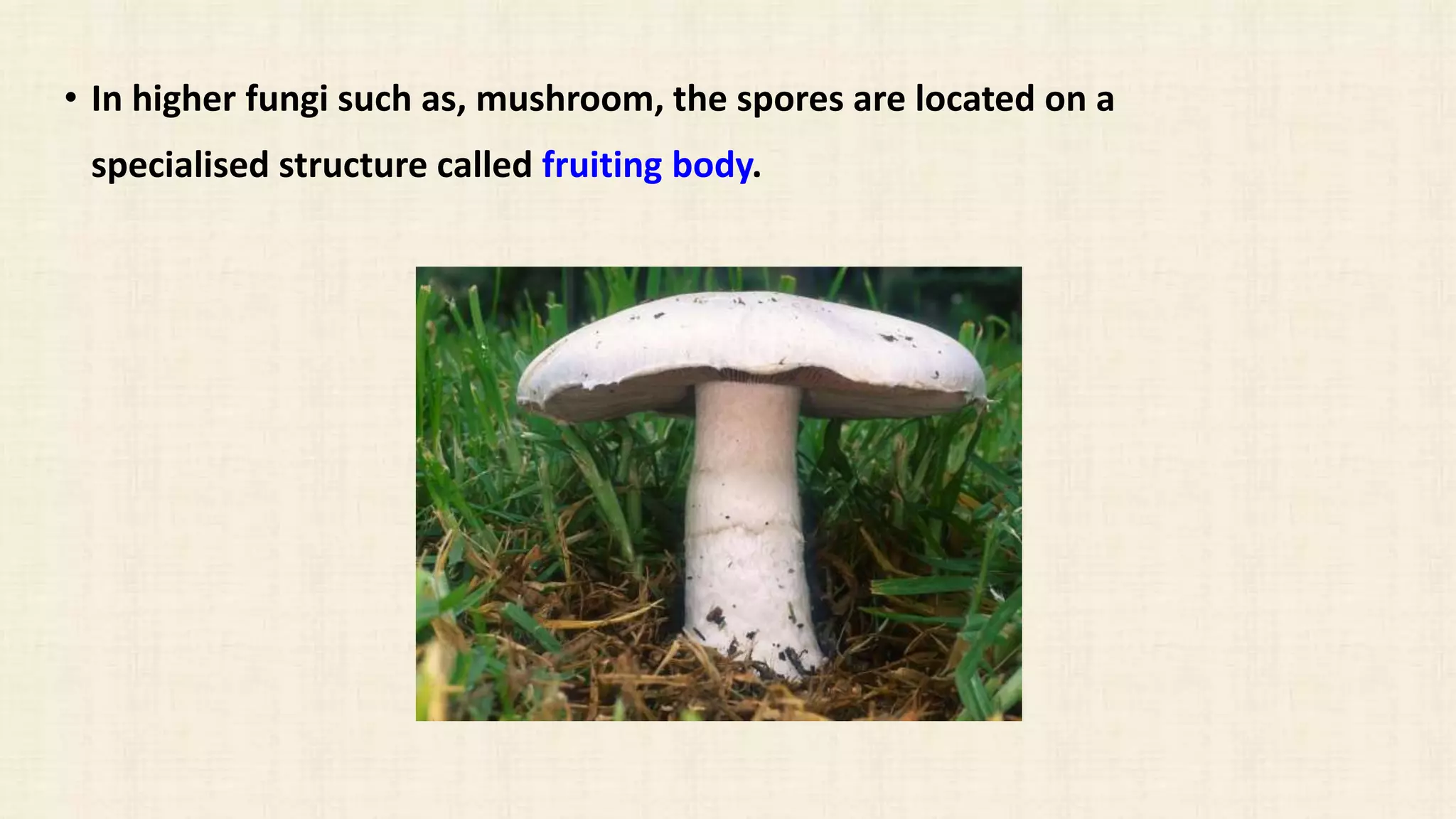 STRUCTURE OF FUNGI.pptx