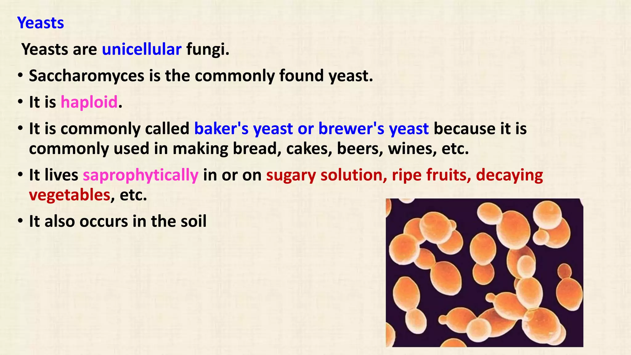 STRUCTURE OF FUNGI.pptx