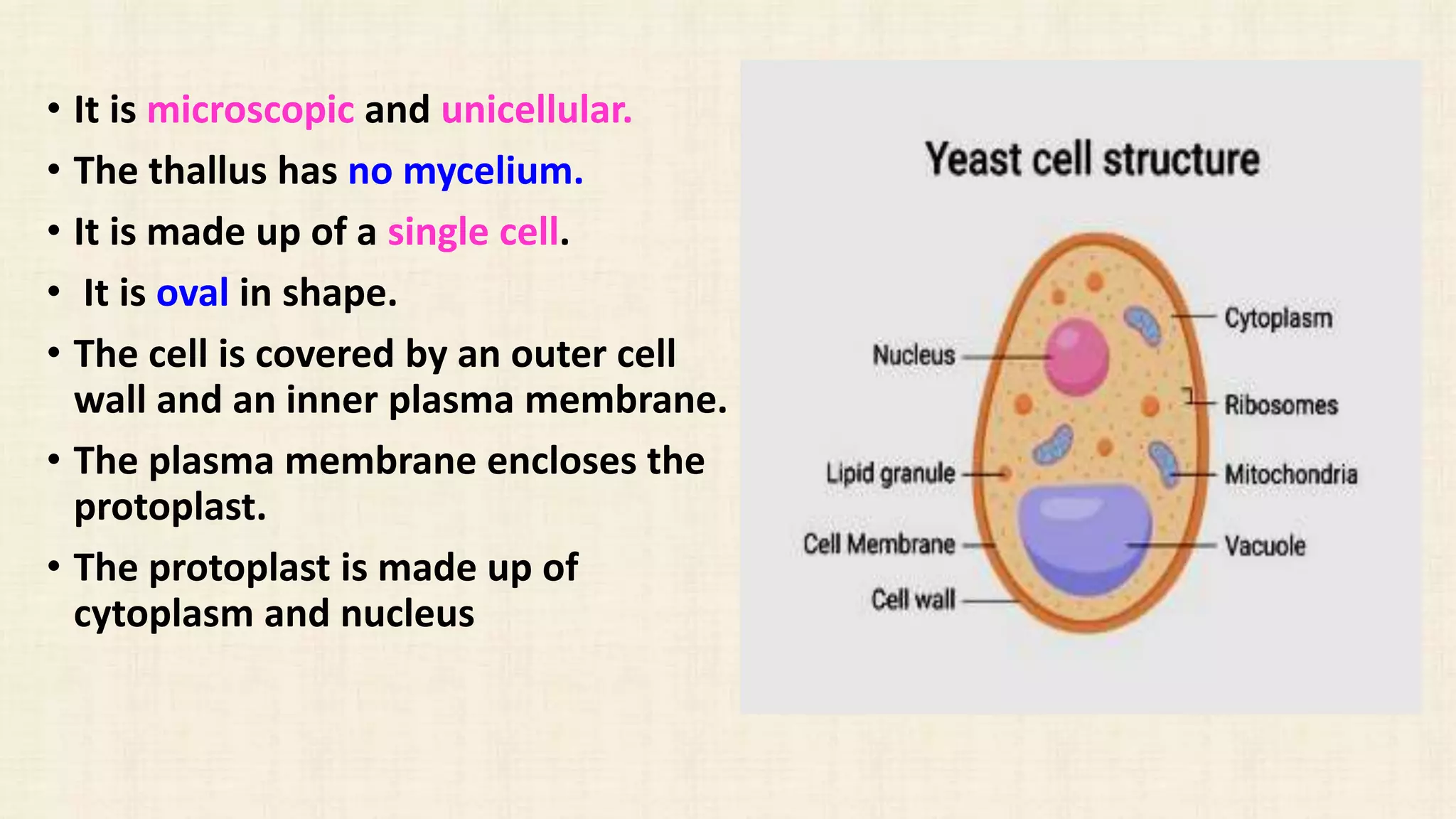 STRUCTURE OF FUNGI.pptx