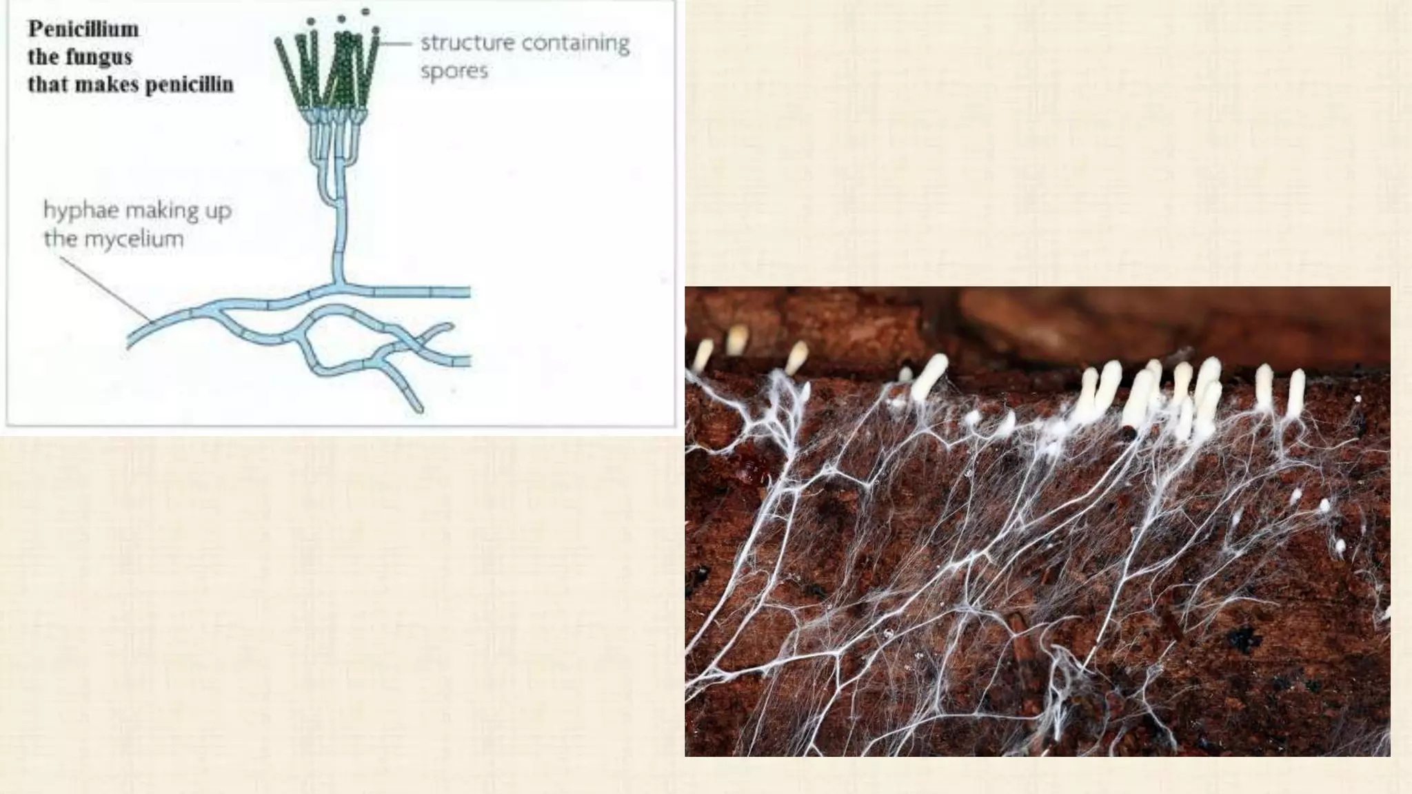 STRUCTURE OF FUNGI.pptx