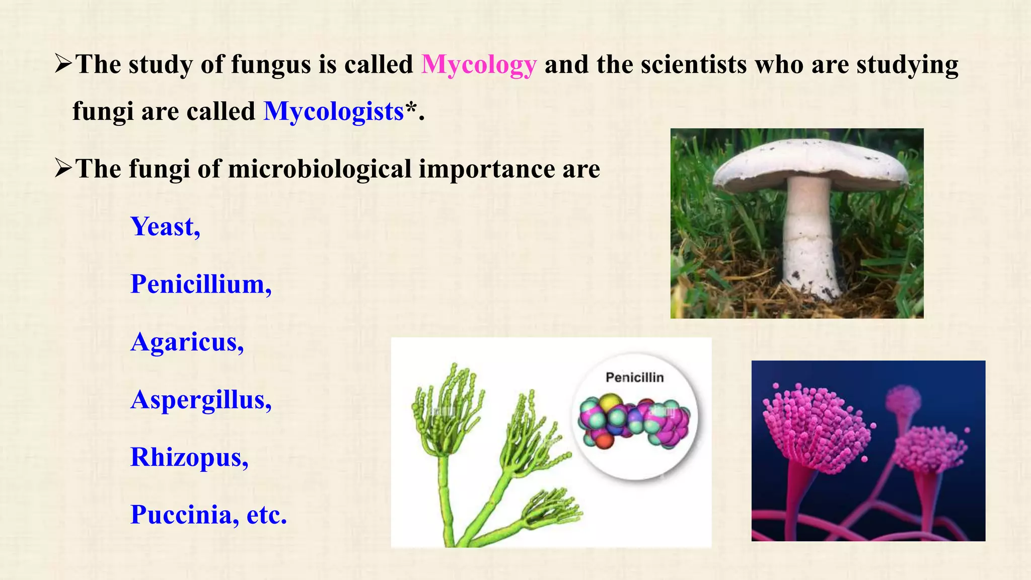 STRUCTURE OF FUNGI.pptx