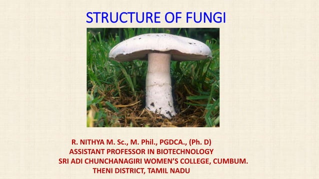 STRUCTURE OF FUNGI.pptx | Biological Sciences | Science