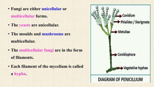 STRUCTURE OF FUNGI.pptx | Biological Sciences | Science