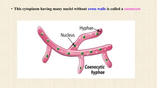 STRUCTURE OF FUNGI.pptx