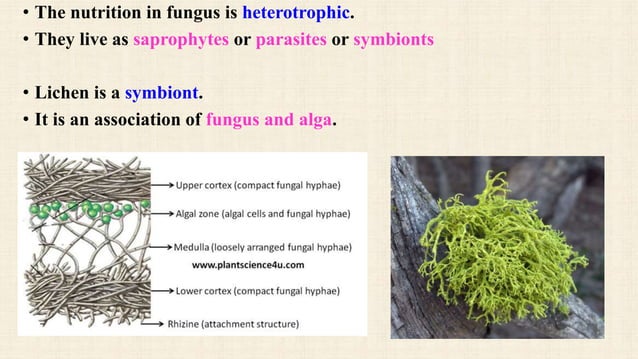 STRUCTURE OF FUNGI.pptx | Biological Sciences | Science