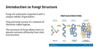 Structure Of Fungi ppt maker with the re | PPTX