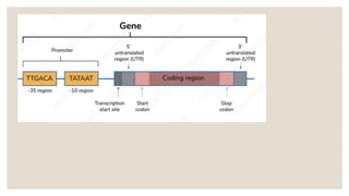 STRUCTURE OF GENE and genetic code in animals ppt | PPTX