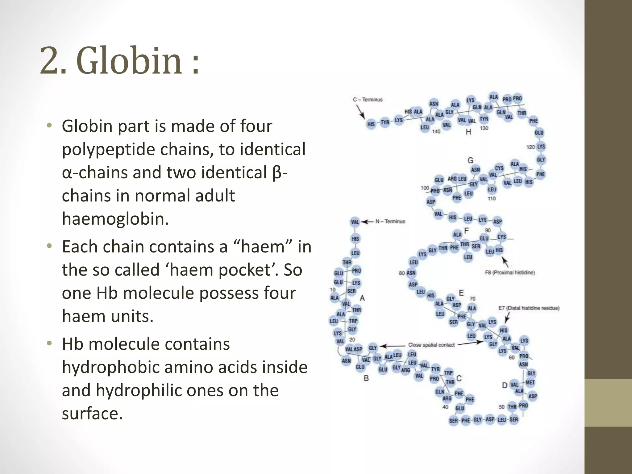 STRUCTURE OF HAEMOGLOBIN | PPTX