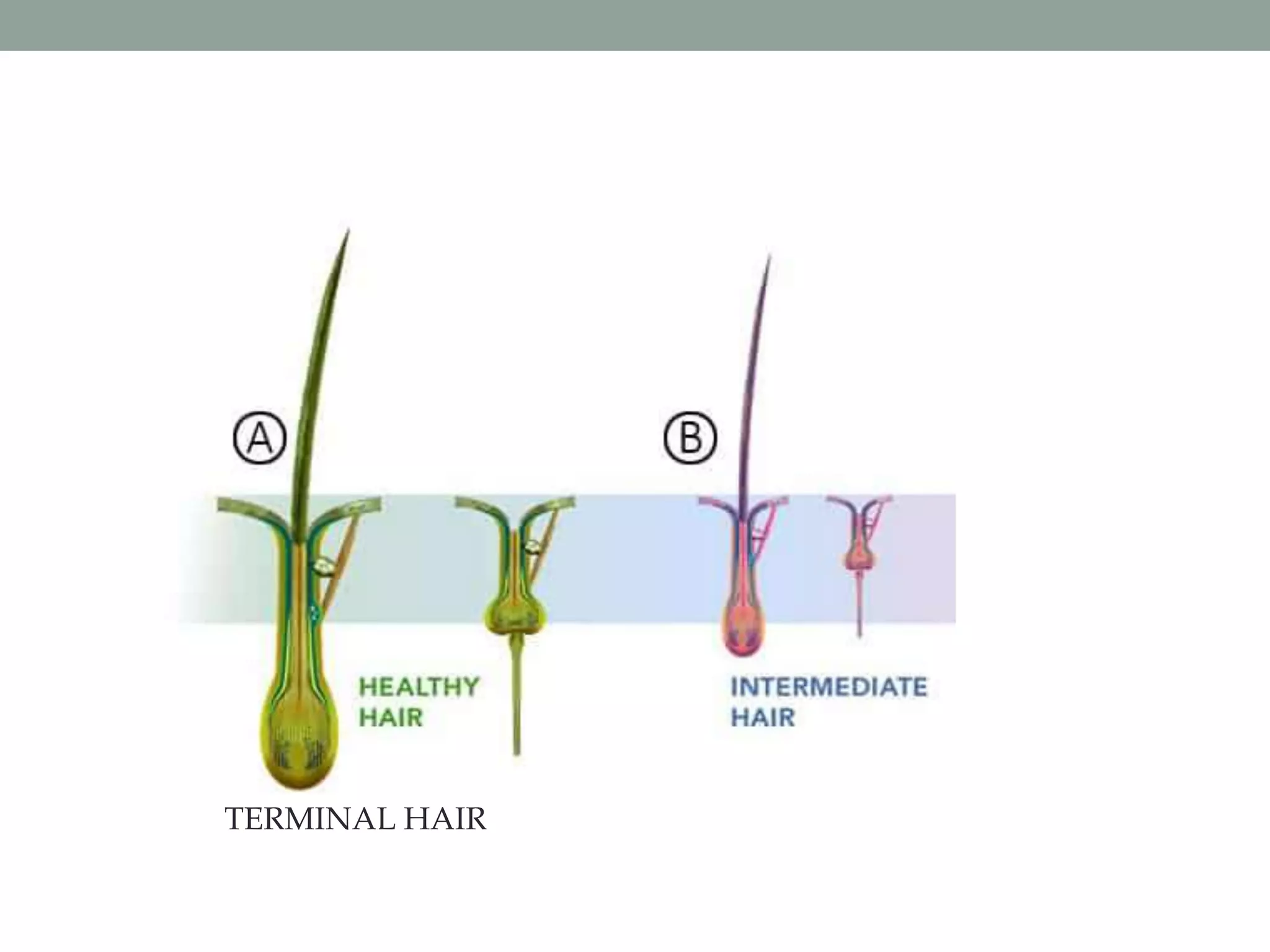 Structure of hair | PPTX