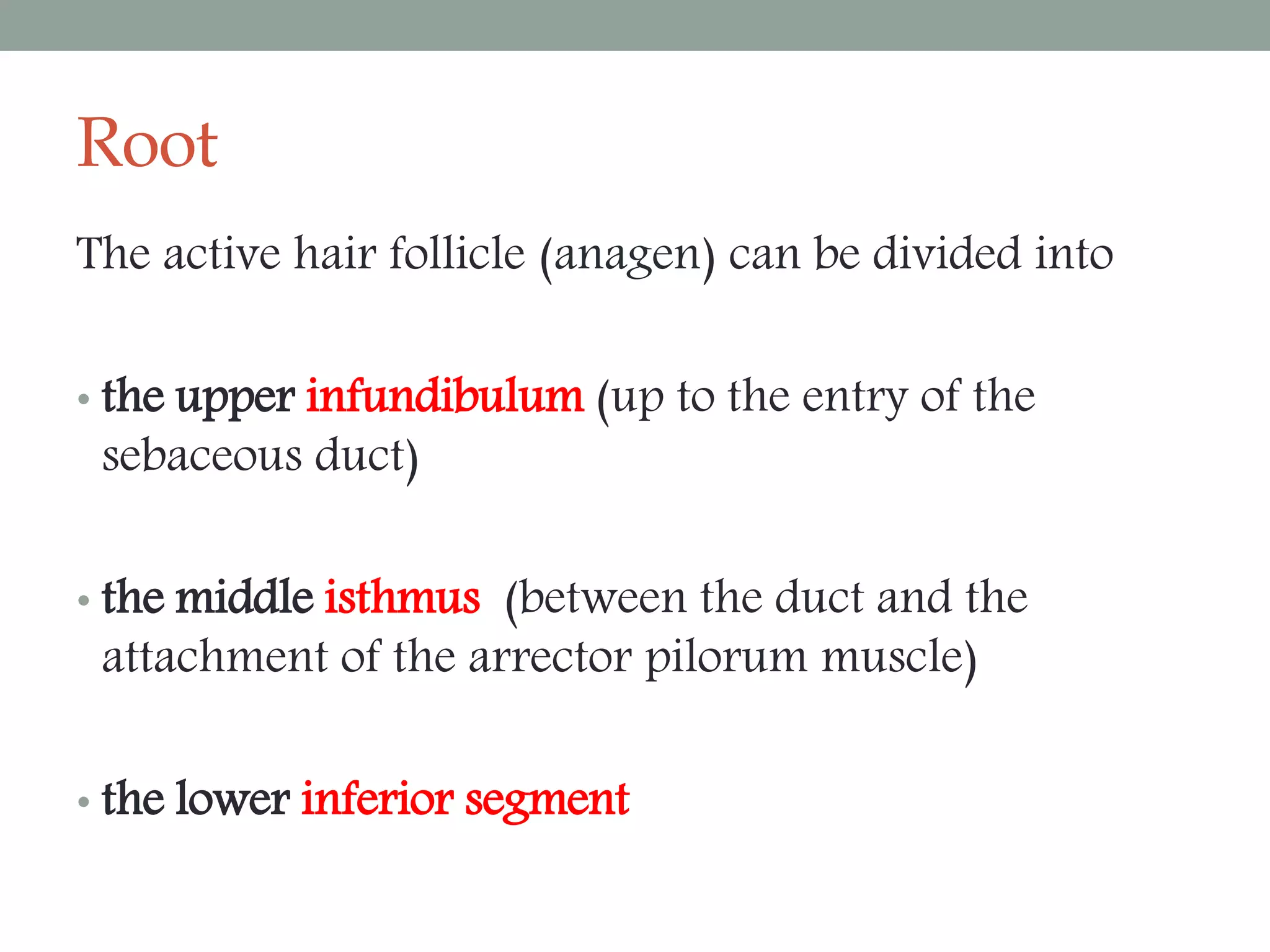 Structure of hair | PPTX