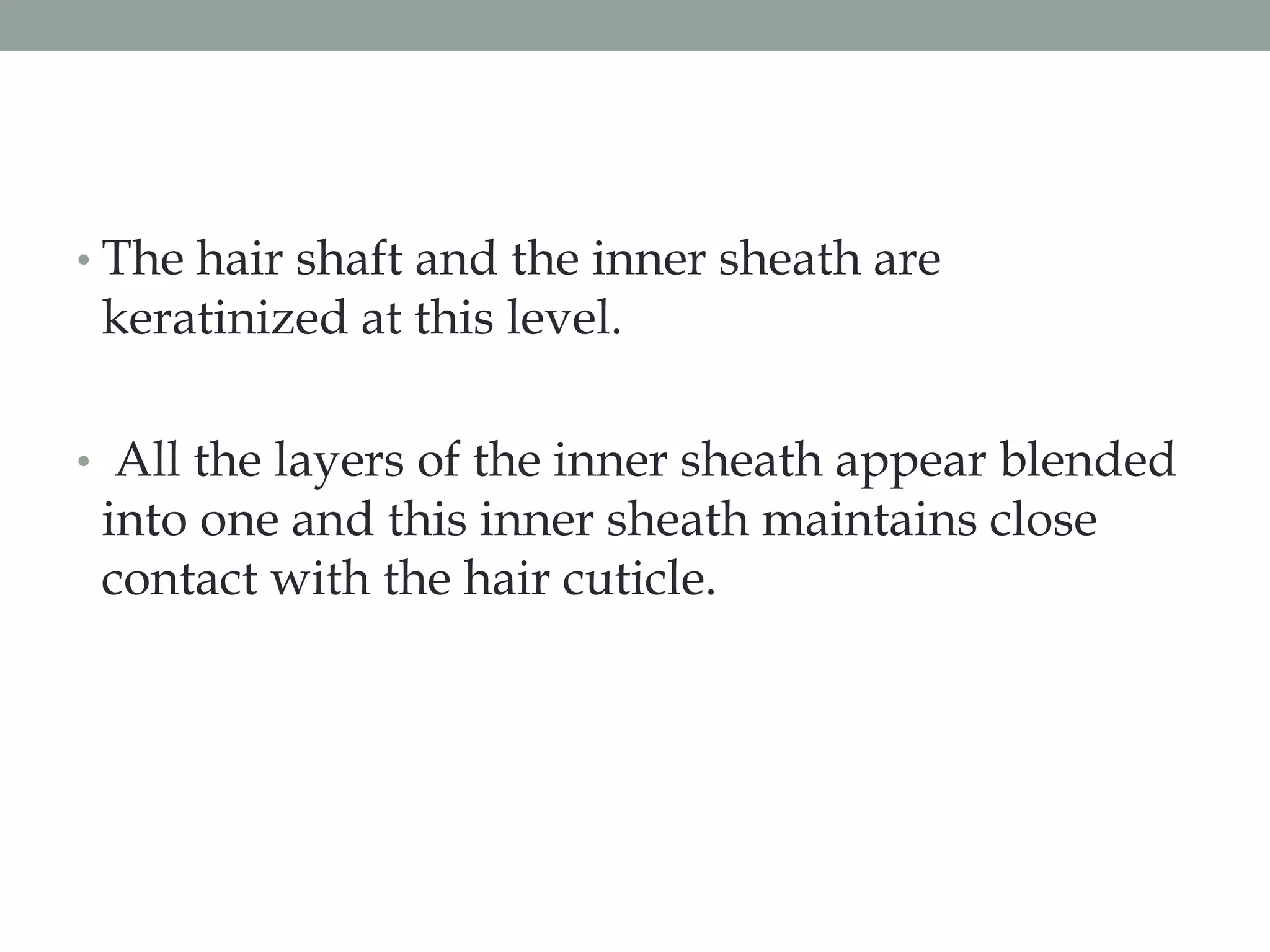 Structure of hair | PPTX