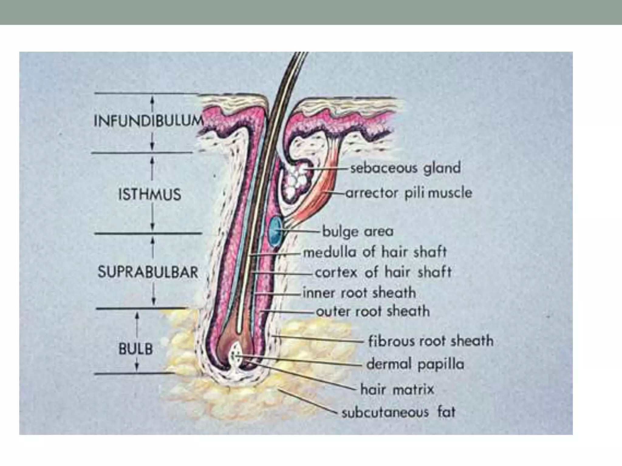 Structure of hair | PPTX