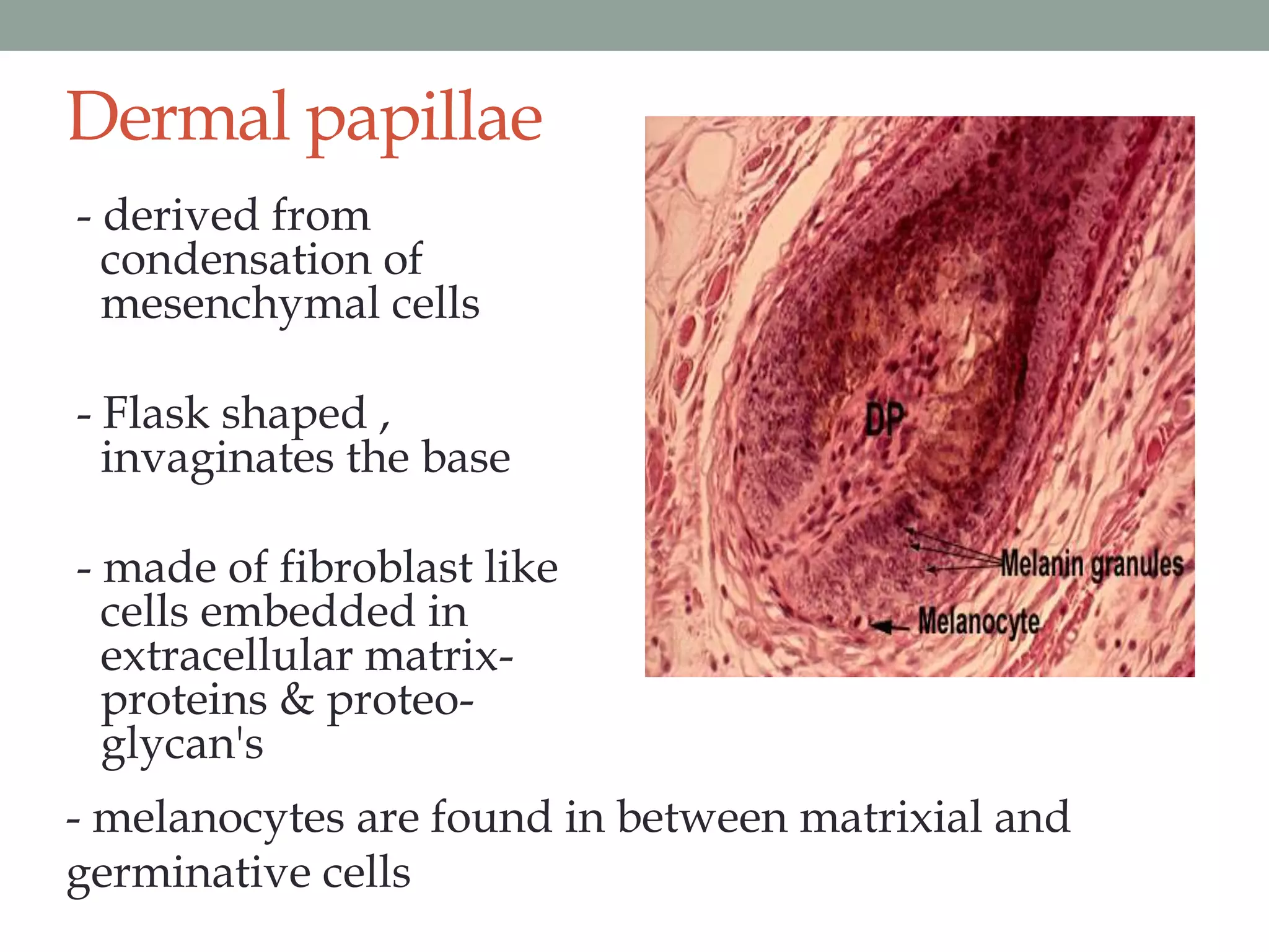 Structure of hair | PPTX