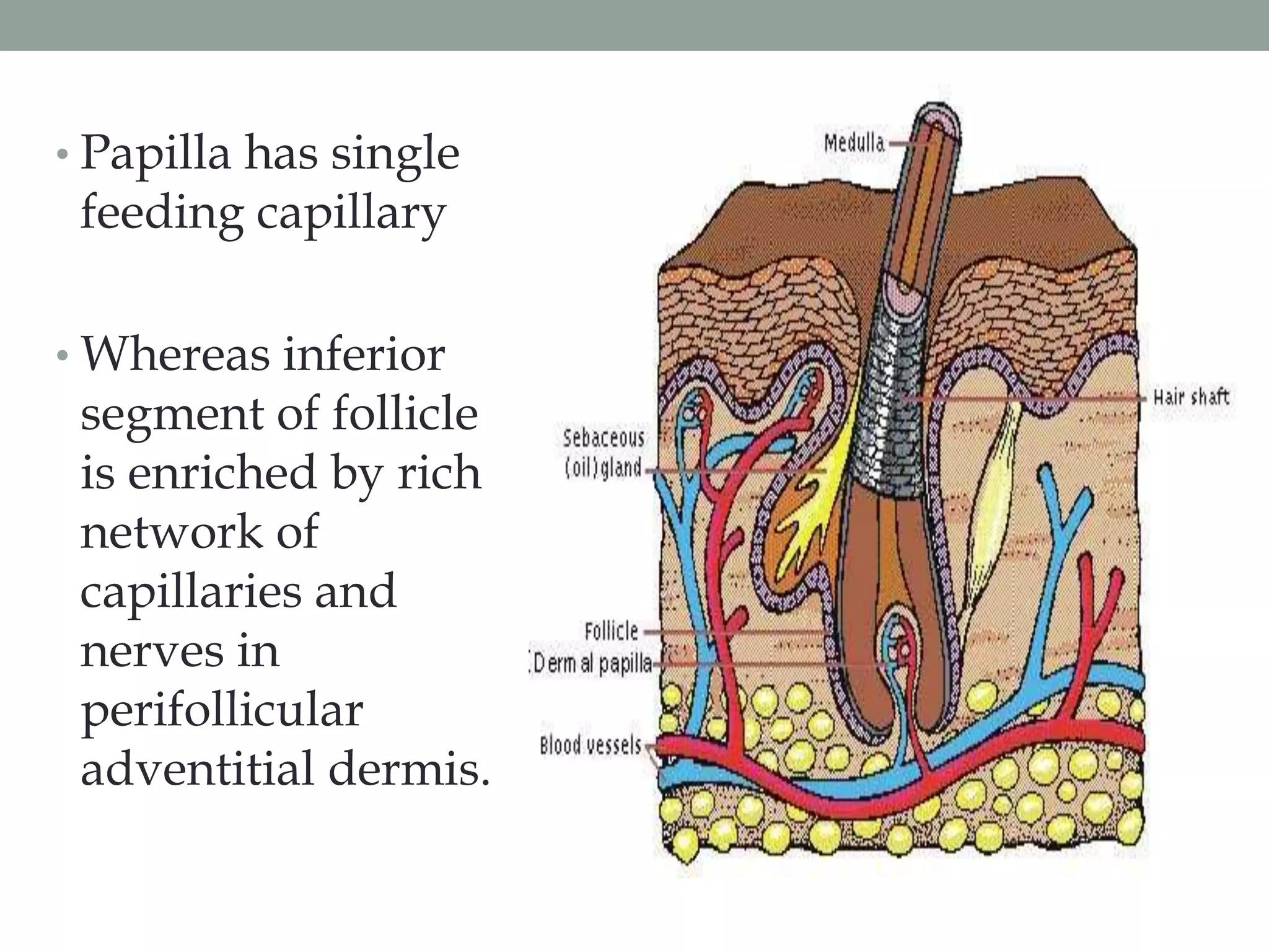 Structure of hair | PPTX