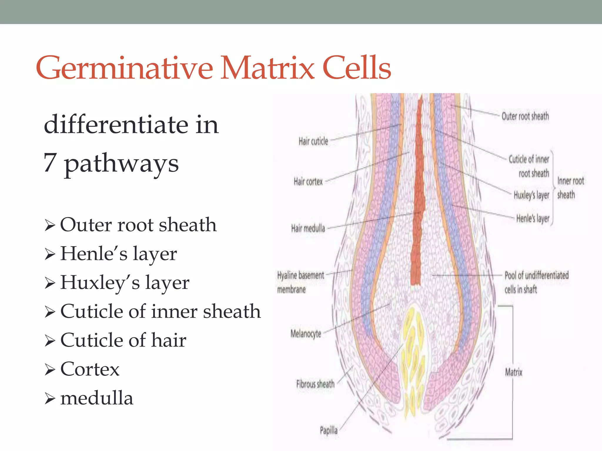 Structure of hair | PPTX