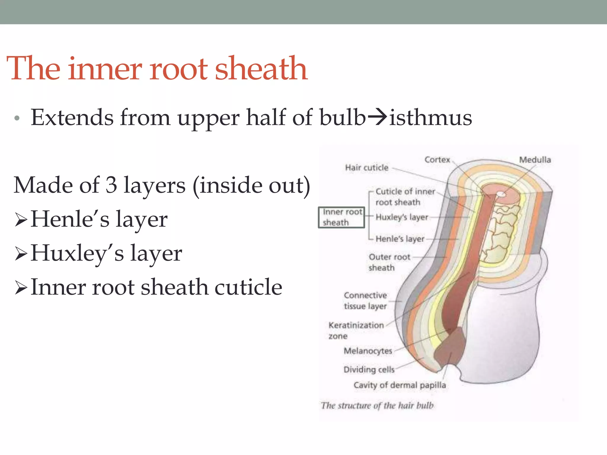 Structure of hair | PPTX